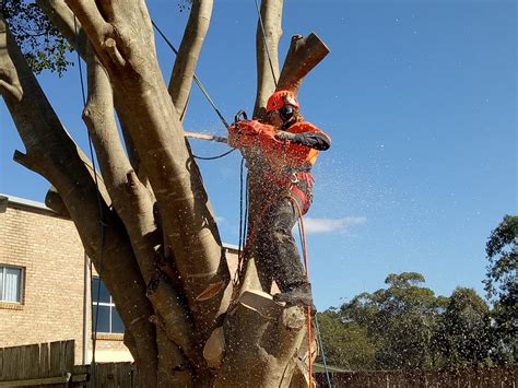 Tree Removal WHALEN Tree Tree Services Port Macquarie