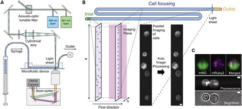 High Throughput Multiparametric Imaging Flow Cytometry Toward Diffraction Limited Sub Cellular