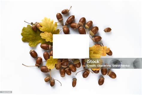 가을 수확 개념입니다 노란색 타락한 오크 잎과 흰색 배경에 모자와 나뭇 가지가있는 도토리의 구성 레이아웃 위에서 본 모습 플랫 레이 빈 사각형의 가운데 공간 복사 10월에