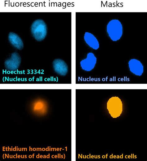 Cytotoxicity Assay Using Ai Driven Fully Automated Eclipse Ji Application Notes 정보・자료 니콘