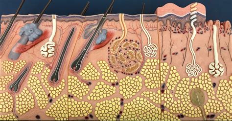 Lab Practical Structures Diagram Quizlet