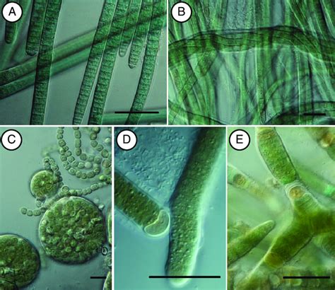 Cyanobacterial Community Structure For Each Of The Four Field Locations Download Scientific
