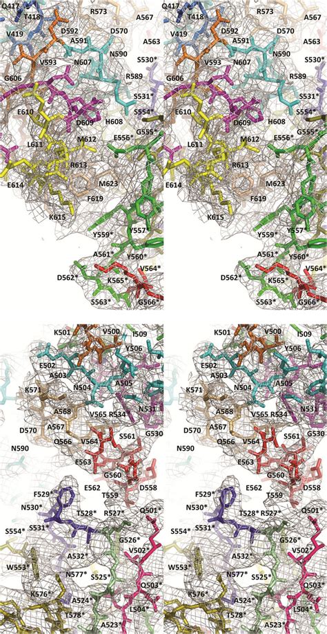 Fig S7 Stereoviews Of F O F C Simulated Annealing Omit Map Density