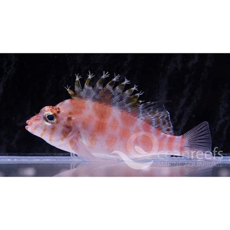 Falco Hawkfish Buy Aquarium Fish