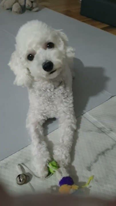 귀여운 츈식이 거실에서 Youtube