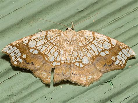 Horned Spanworm Moth Nematocampa Resistaria Bugguide Net