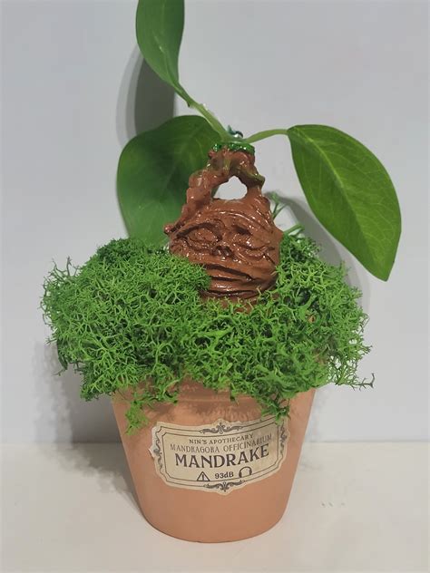 Mandrake In Plant Pot Jalien Curiosities And Collectables