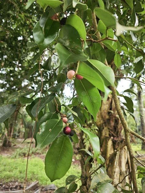 Branches Of Leafy Ficus Microcarpa Fruit Tree Stock Image Image Of Flora Bonsai 317983891