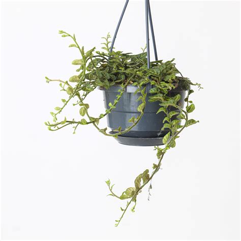 Solanum evolvulifolium – GROW TROPICALS