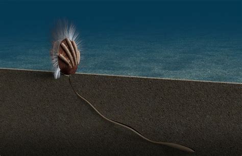 Paleontologists Uncover Fossils Of Earths Earliest Parasites