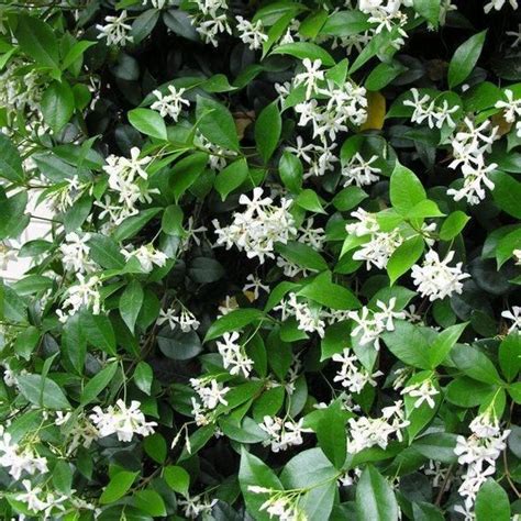 Star Jasmine Trachelospermum Jasminoides 1 Plant 1 Feet Tall