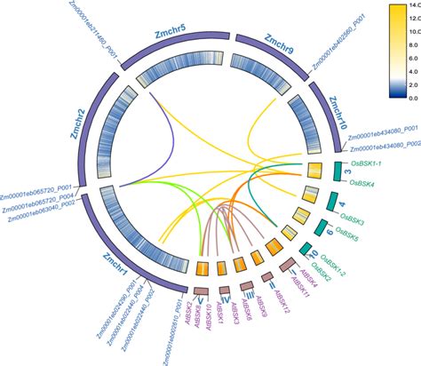 Chromosomal Location And Collinearity Of Bsk Genes In Oryza Sativa