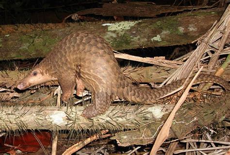 Everything You Need To Know About Sunda Pangolins Born Free
