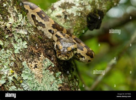 A Gorgeous Southern African Python Python Natalensis In A Tree In