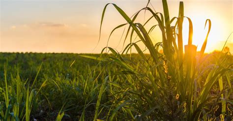 5 Dicas Para O Plantio De Cana De Açúcar