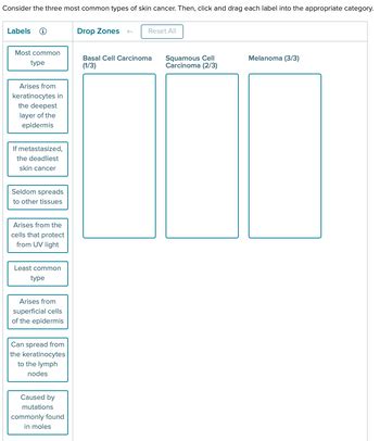 Answered: Consider the three most common types of skin cancer. Then, click and drag each label ...