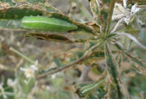 Unidentified Larae On Lupinus Arboreus Scaeva Affinis Bugguide Net