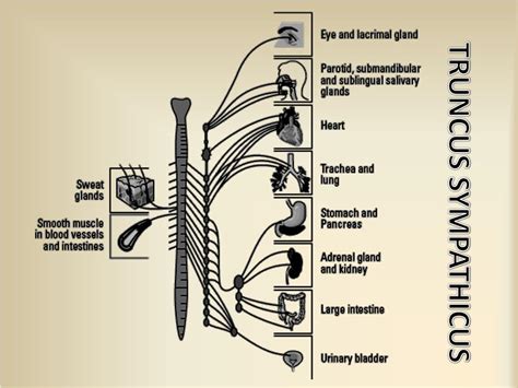 Ppt Autonomic Nervus System Powerpoint Presentation Free Download Id 2007246