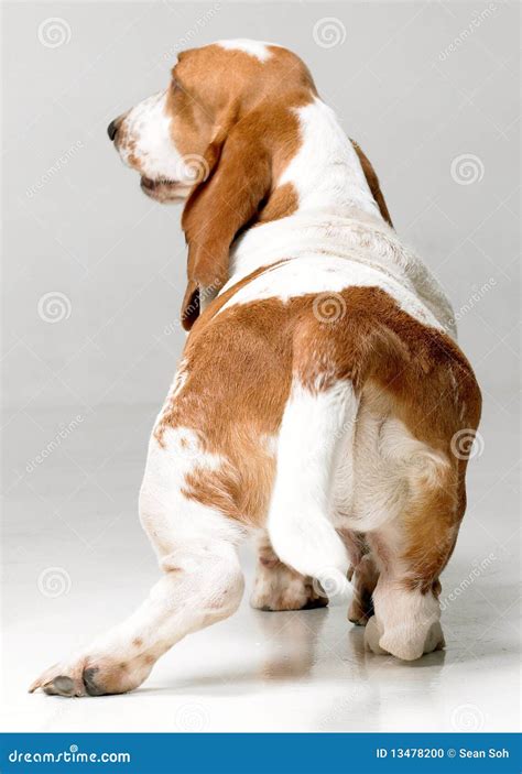 Hush Puppy Royalty-Free Stock Photography | CartoonDealer.com #13478471