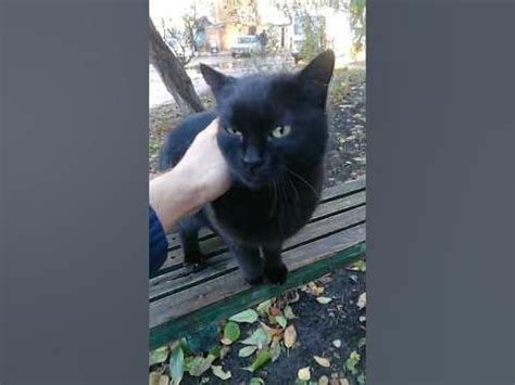 Котик уголек нежный и ласковый #украина #борщаговка #киев 24.11.23 ...