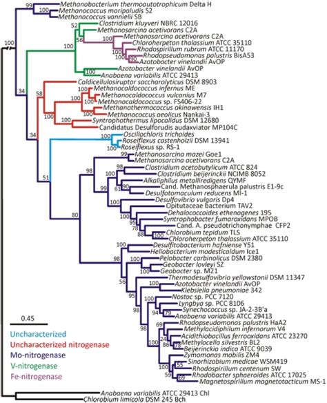 maximum likelihood inferred phylogenetic tree of concatenated hdk