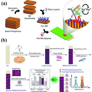 A An Illustration Of The Steps Involved In Creating A Bio Interface Download Scientific