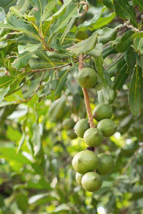 Macadamia Plant