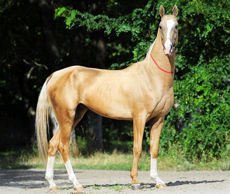 237 Best Akhal Teke The Shiny Coat Of Palominos And Buckskins Led To