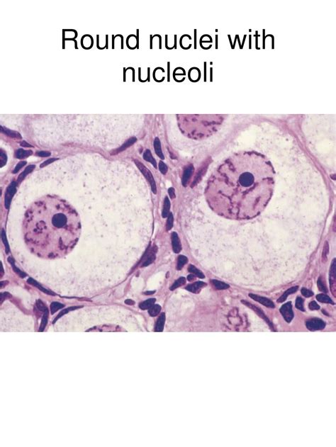 Ppt Cytology General Structure Of The Cell Superficial Complex