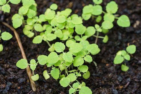 How To Grow Catnip At Home—and Why You Should