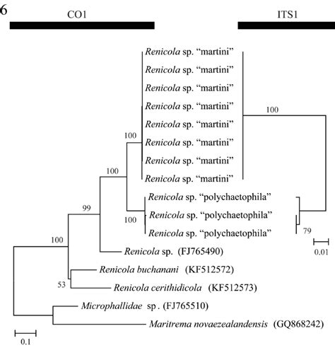 maximum likelihood phylogenetic trees based on 682 bp of the