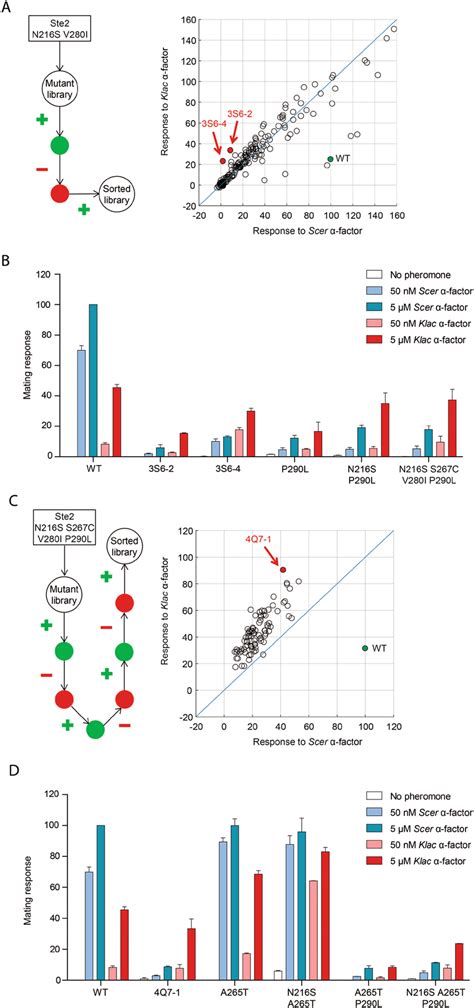 Identifying Mutations That Confer A New Ligand Specificity From A