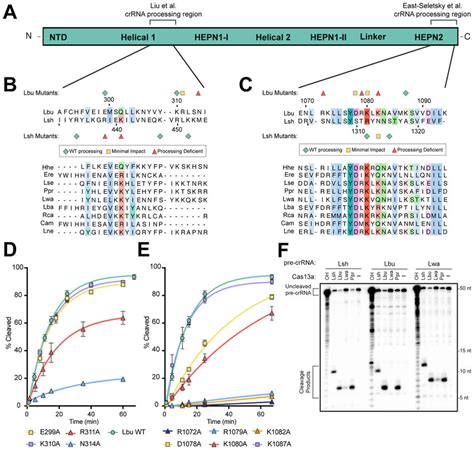 Identification Of Residues Important For Pre Crrna Cleavage By Lbucas13a Download Scientific