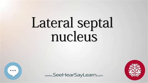 Lateral Septal Nucleus Anatomy Of The Brain Seehearsaylearn 🔊 Youtube