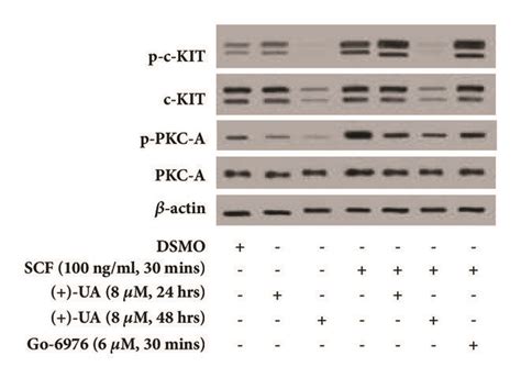 8 μ M Ua Modulated C Kit Expression And Scf Mediated Activation Of Download Scientific