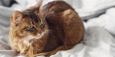 Do Cats Like Music Understanding Cat Behavior Purina Us