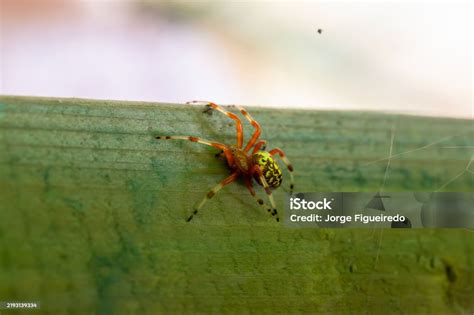 온타리오의 하이킹 트레일에서 발견된 수컷 대리석 구슬 짜기 거미 0명에 대한 스톡 사진 및 기타 이미지 Istock