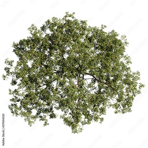 Tree Top View Isolated On White Png Stock Illustration Adobe Stock