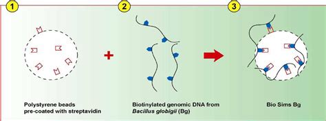 Illustration Of Biotin Streptavidin Binding Of Genomic Dna From Bg To Download Scientific