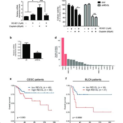Cisplatin Effects On Cell Cycle Progression Translesion Dna Download Scientific Diagram