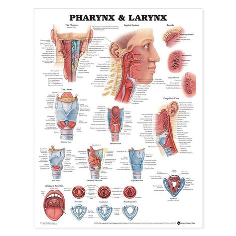 Pharynx And Larynx Anatomical Chart Medical Education And Practice