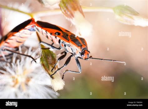 Red And Orange Bug Mating Insects On Plant Tree On Nature Background Stock Photo Alamy