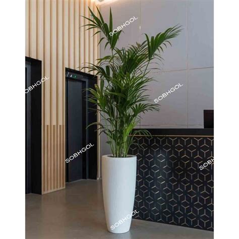 خرید نخل اریکا قیمت اریکا سفارش آنلاین گل گیاه اریکا فروشگاه