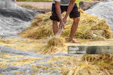 건강 식품을 생산 하는 농부 유기농 쌀 곡물 고 대 타 작 밥 스타일 태국 수린 주 소프트 포커스 거친에 대한 스톡 사진 및 기타 이미지 Istock