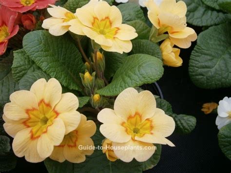 Primrose Flowers Growing Primrose Plant Indoors Pictures Care Tips