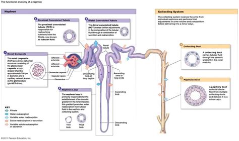Diagram The Structures And Major Functions Of The Nephron Dr