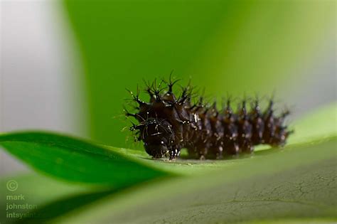 Cecropia Moth Lifecycle — Mark Johnston