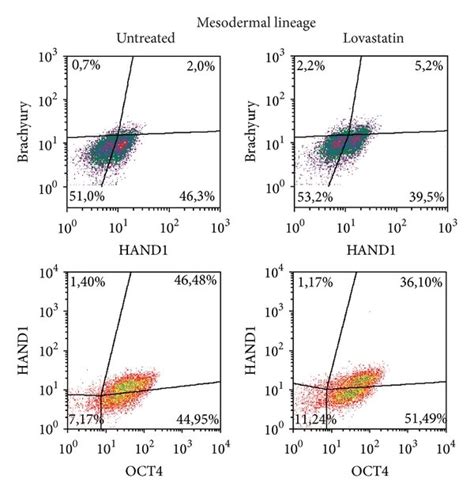 Expression Of Differentiation Markers In Hes Cells During Download