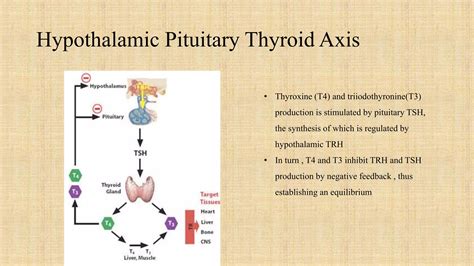 Interpretation Of Thyroid Function Tests And Scan Pptx Thyroid