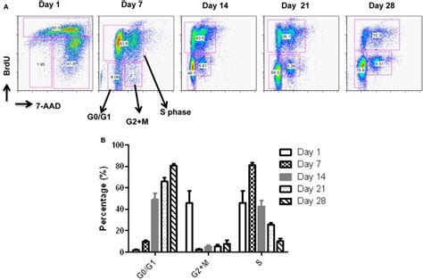 Cell Cycle Analysis Of Expanded Pnk Cells A Representative Download Scientific Diagram